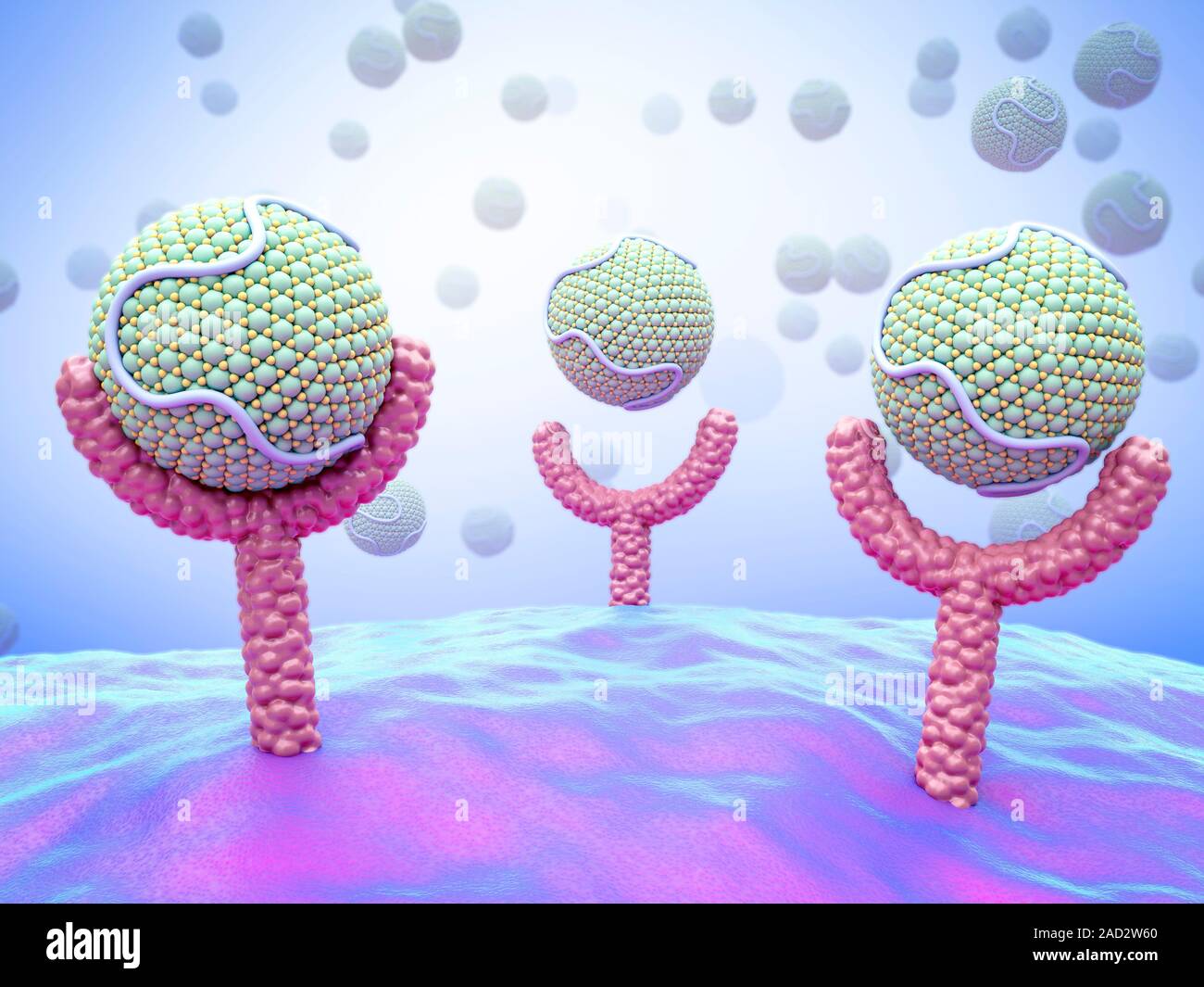 LDL bound to receptors. Computer illustration of low-density ...