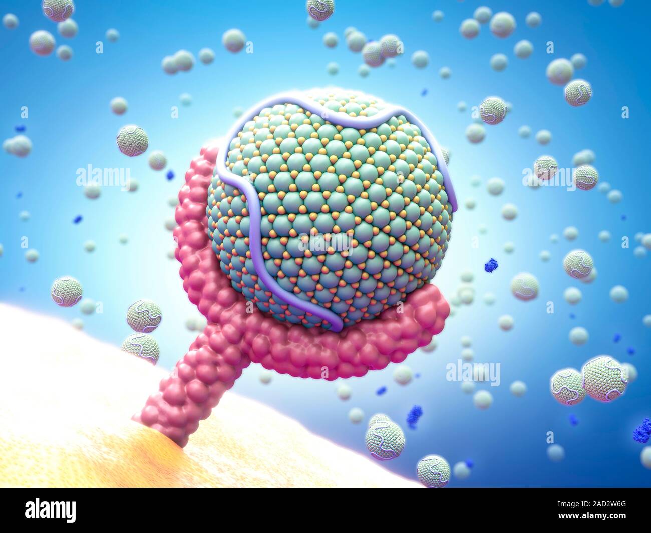 PCSK9 and lipoprotein bound to receptor. Computer illustration of a low ...