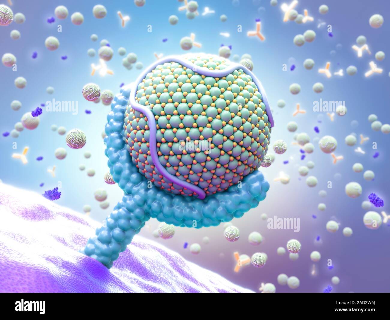 Computer illustration of a low-density lipoprotein (LDL, 'bad ...