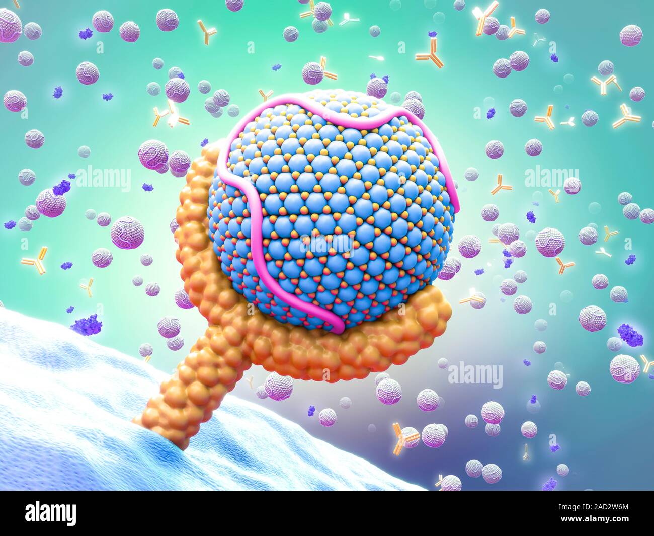 Computer illustration of a low-density lipoprotein (LDL, 'bad ...