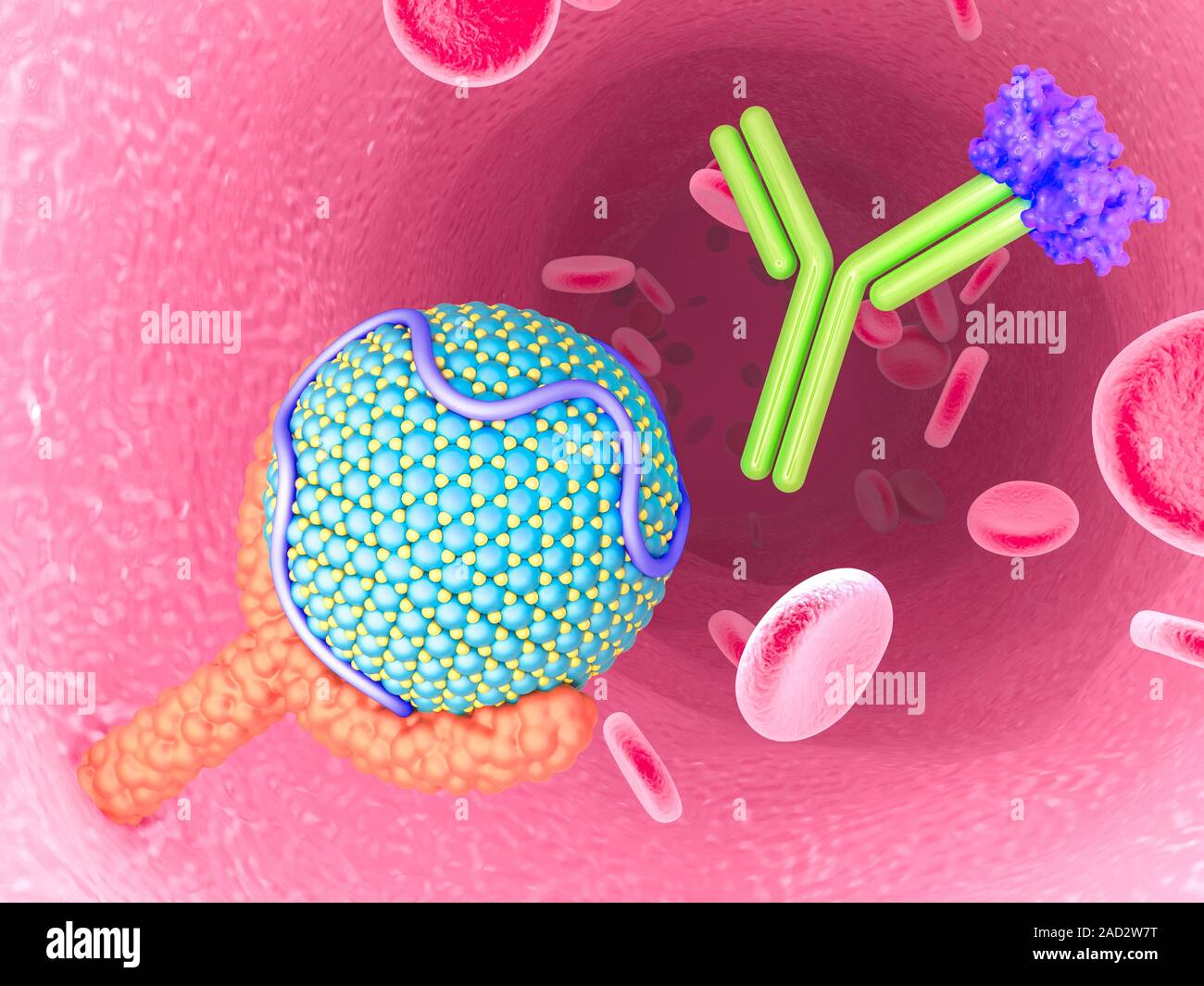 Computer illustration of a low-density lipoprotein (LDL, 'bad ...