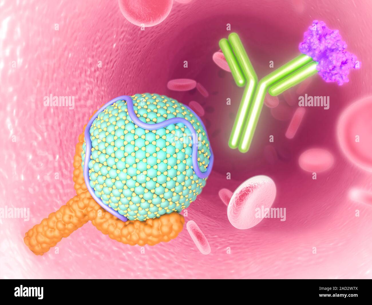 Computer illustration of a low-density lipoprotein (LDL, 'bad ...