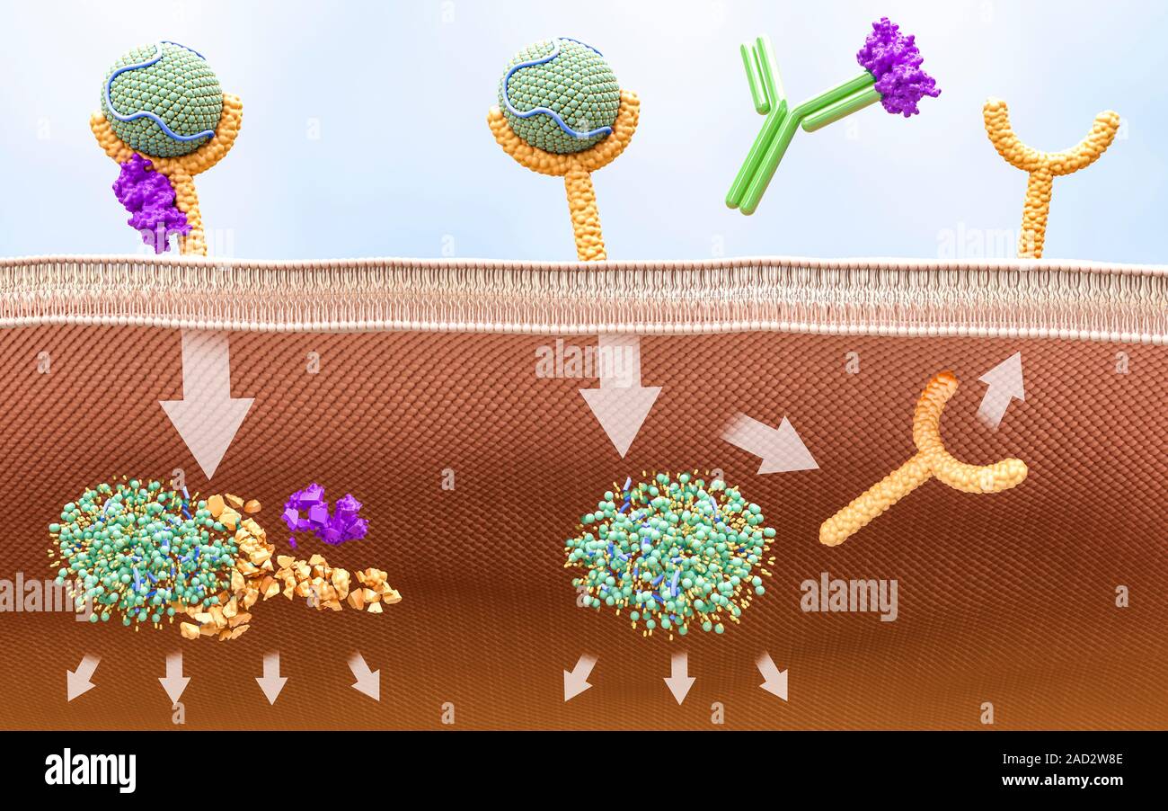 Computer illustration showing the action of a proprotein convertase ...
