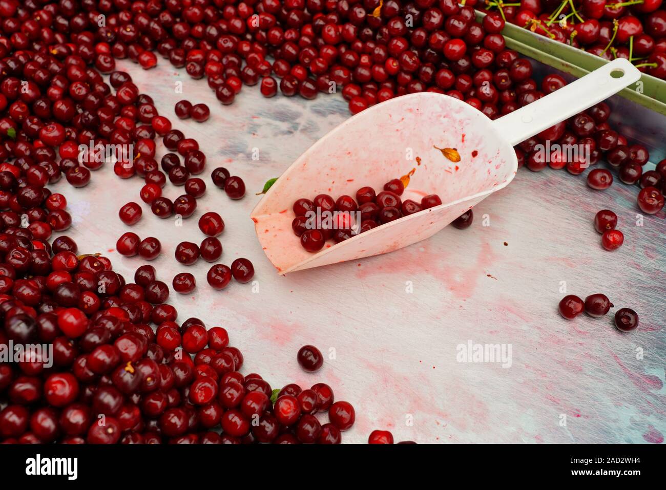 Fresh red sour cherries at a farmers market Stock Photo - Alamy
