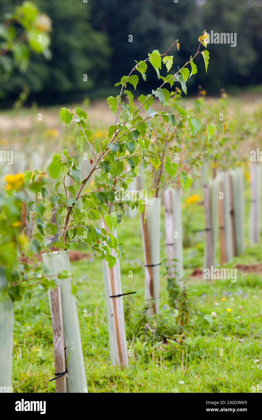 Protected saplings in Sand Martin Wood in Faugh near Carlisle, Cumbria ...