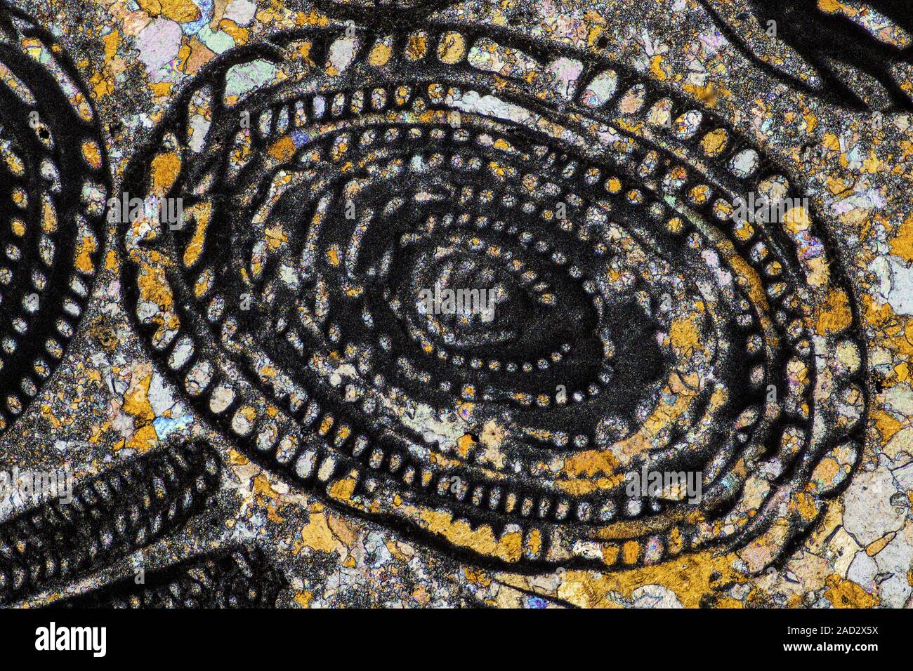 Nummulitic limestone. Polarised light micrograph of a thin section of a ...