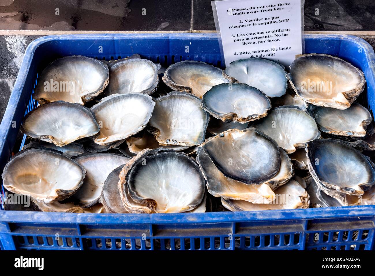 Oyster Shells in blue basket Leged Pearl Halong Bay Stock Photo - Alamy