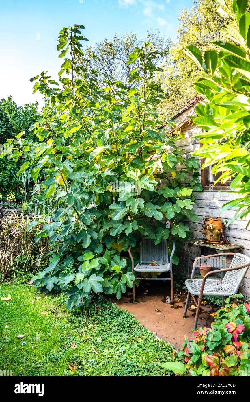 Garden view with chairs and side table sitting corner near the fig tree ...