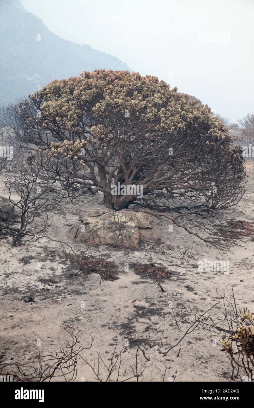 Fire damage in a nature reserve, South Africa. Many protea and other ...