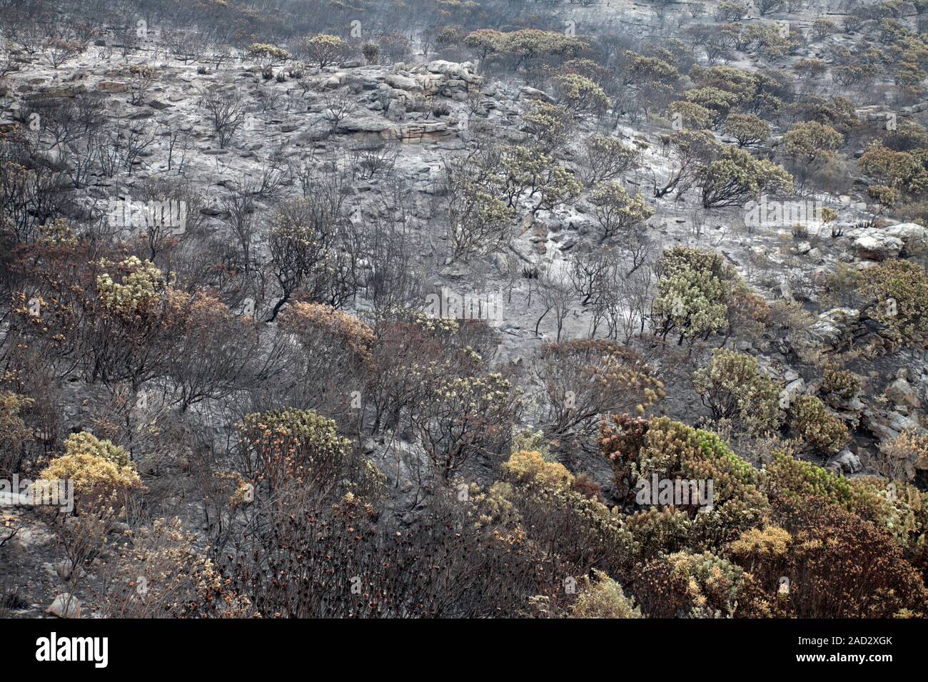 Fire damage in a nature reserve, South Africa. Many protea and other ...