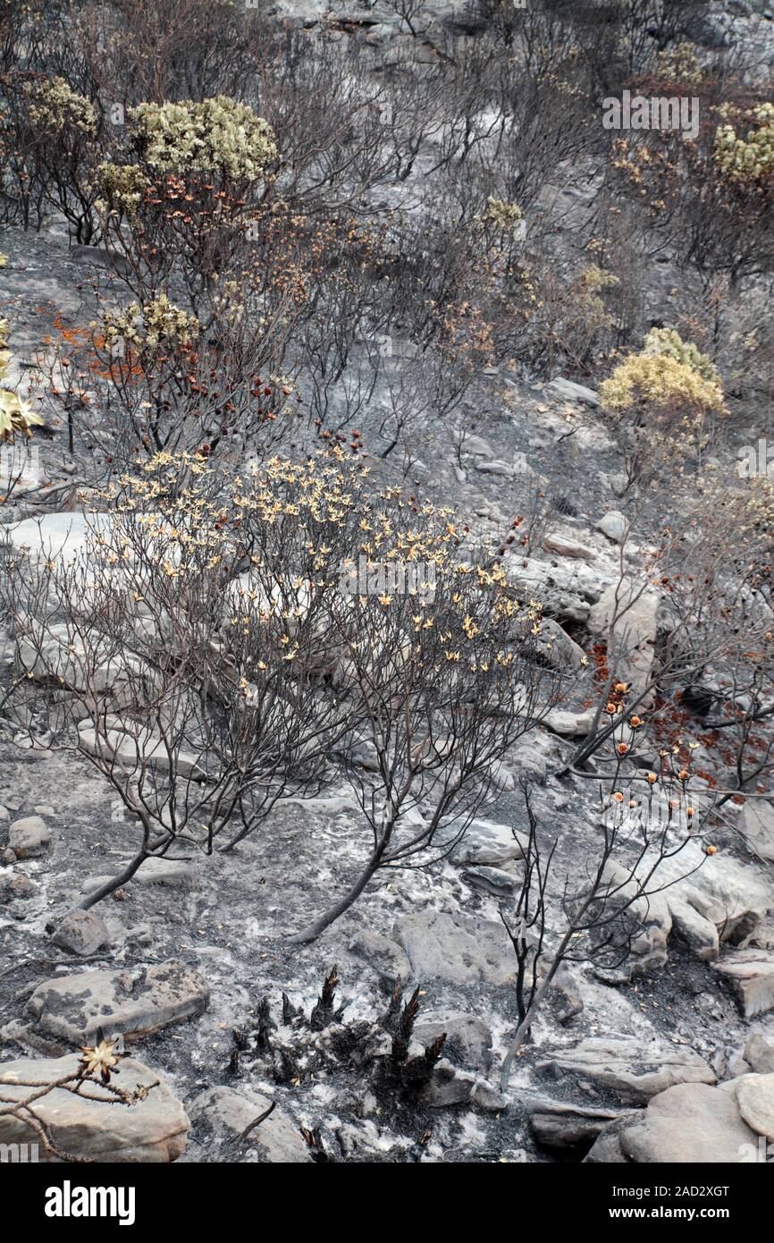 Fire damage in a nature reserve, South Africa. Many protea and other ...