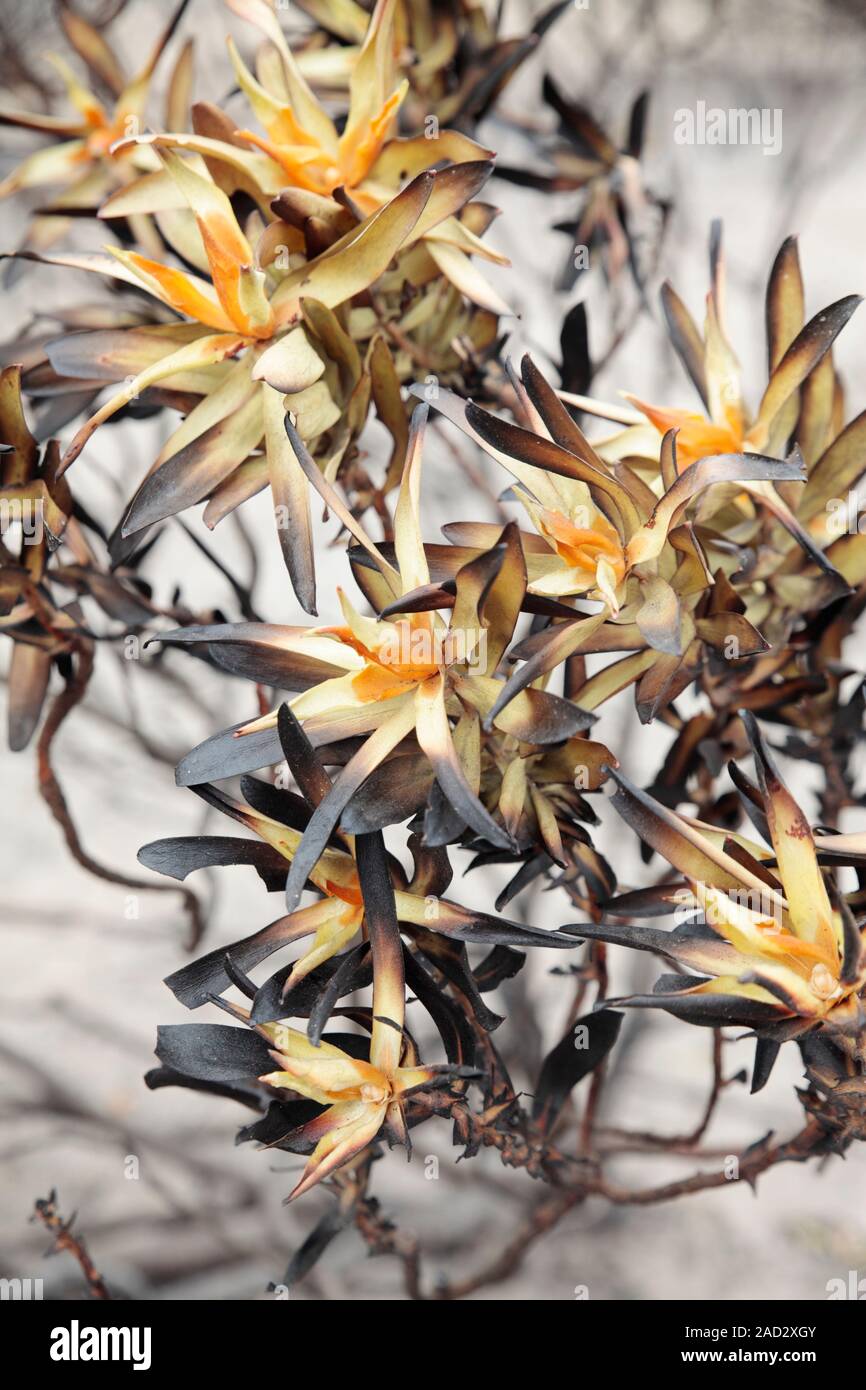 Scorched protea flowers. Many protea plants only release their seeds ...