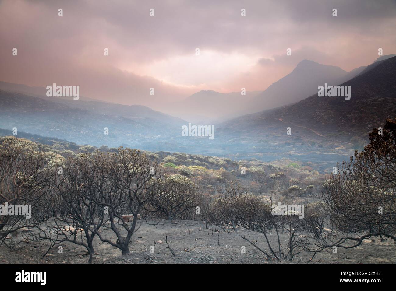 Fire damage in a nature reserve, South Africa. Many protea and other ...