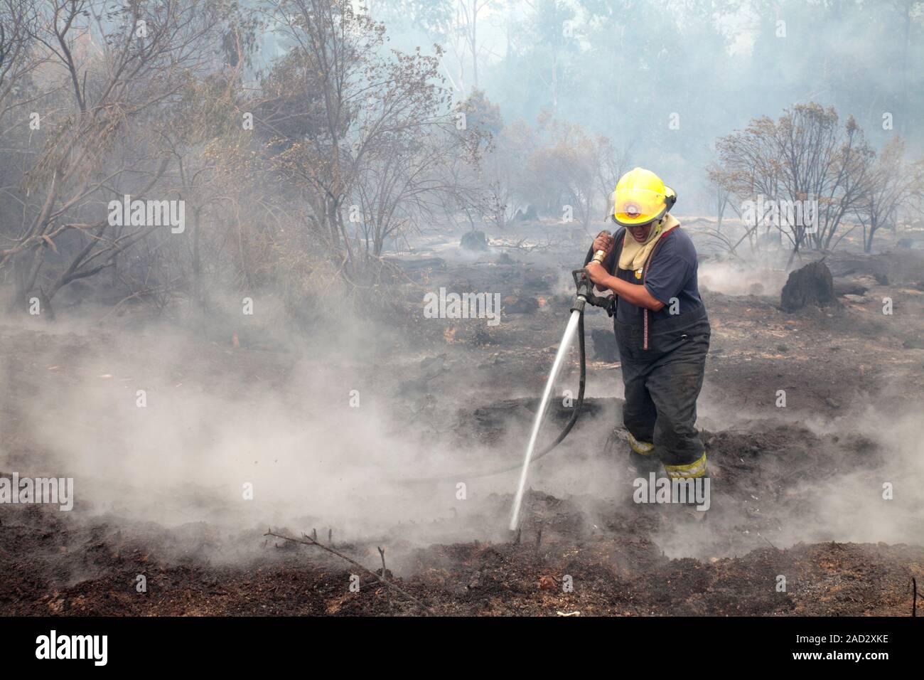 Firefighter using a hose to put out burning tree roots after a wildfire ...