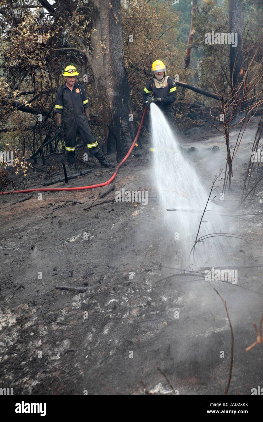 Firefighters using a hose to put out burning tree roots after a ...