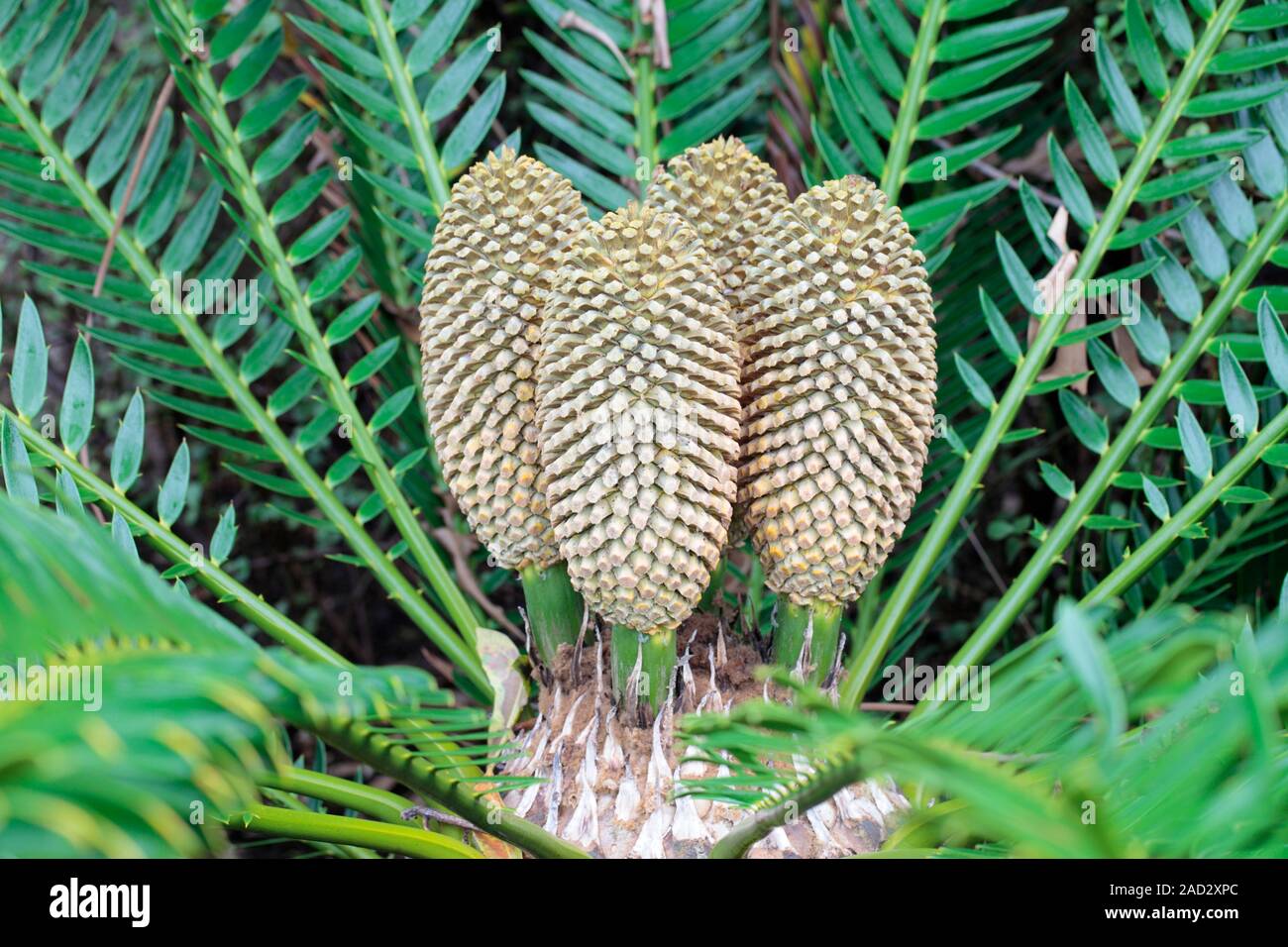 Cycad cones. Cones of the Eastern Cape giant cycad or bread tree ...