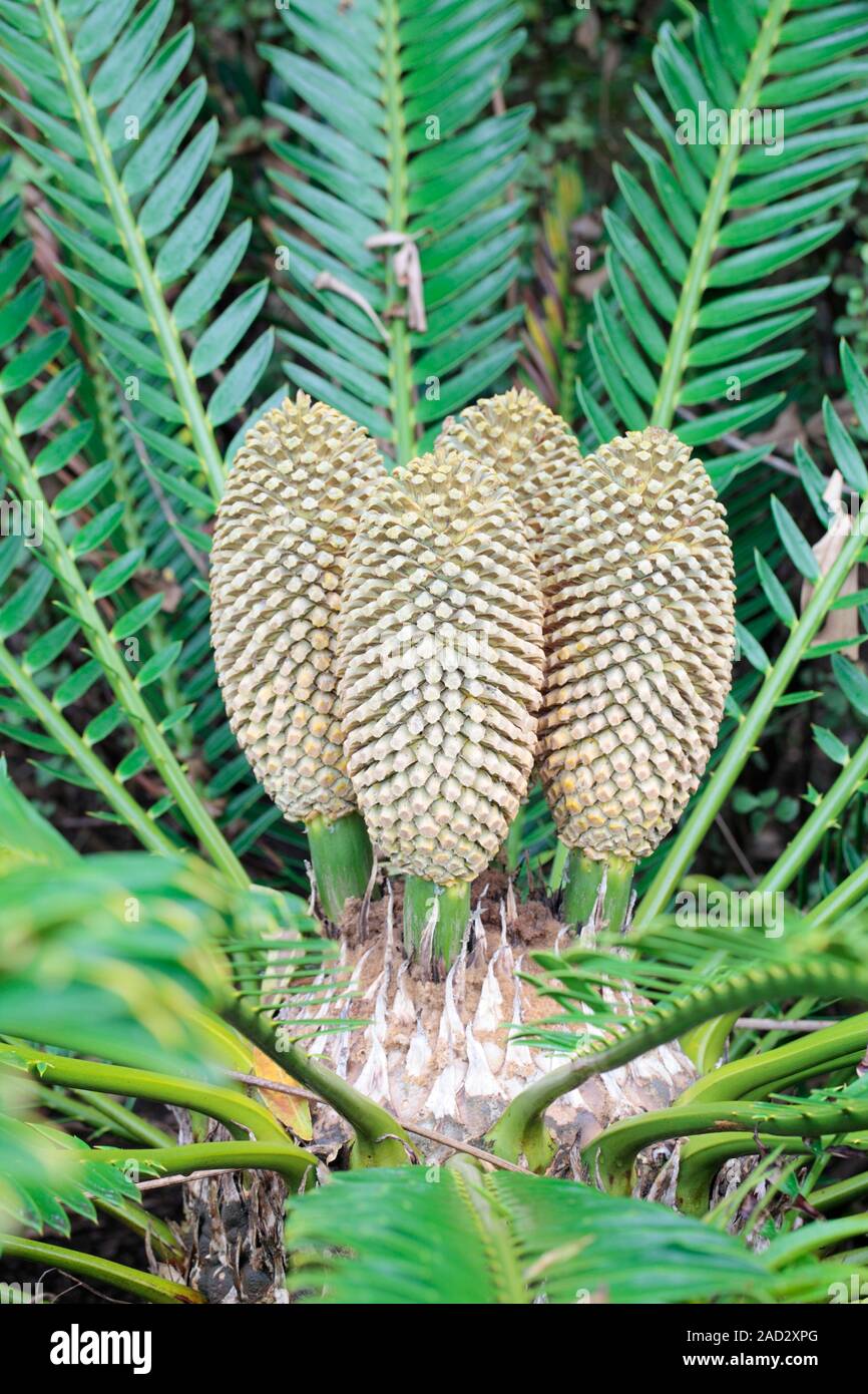 Cycad cones. Cones of the Eastern Cape giant cycad or bread tree ...