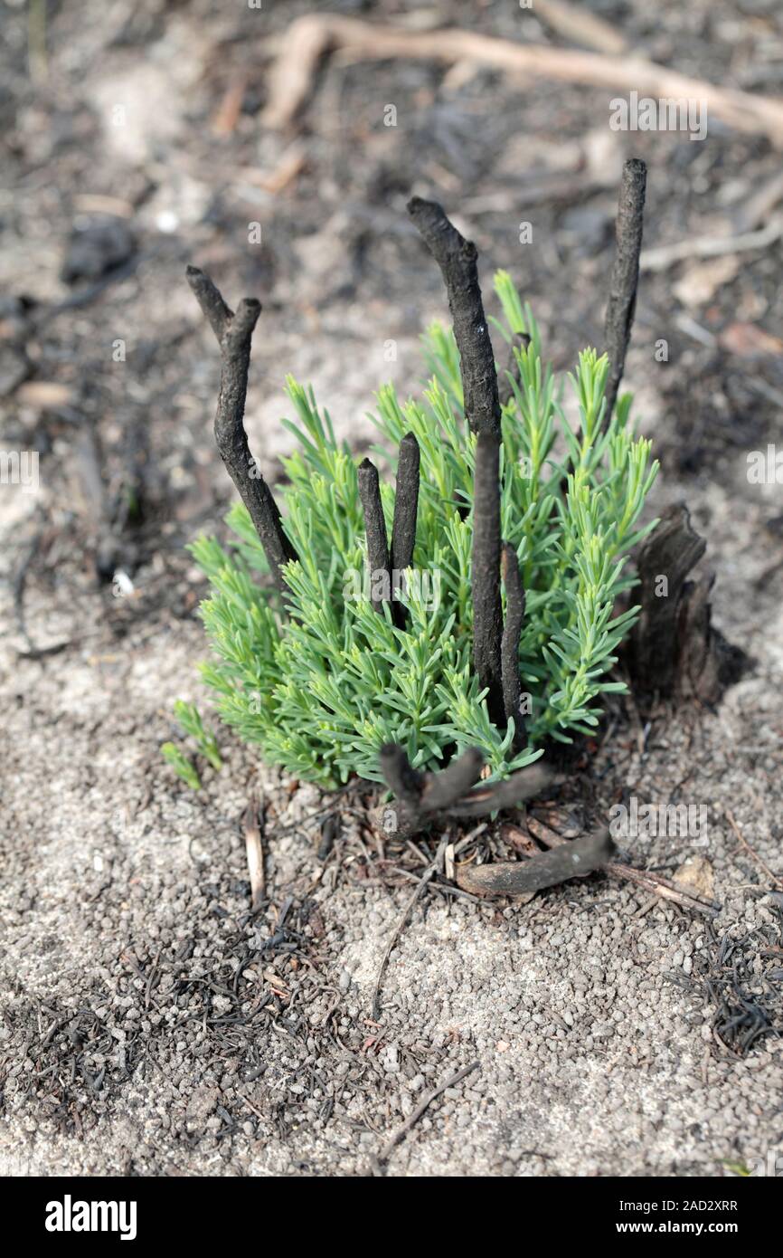 New plant growth appearing one month after severe forest fire ...