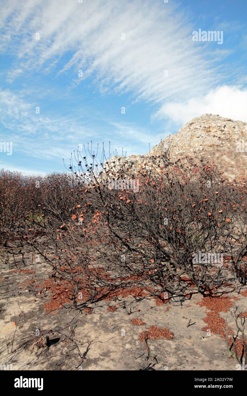 Scorched protea plants a month after a severe wildfire swept through ...