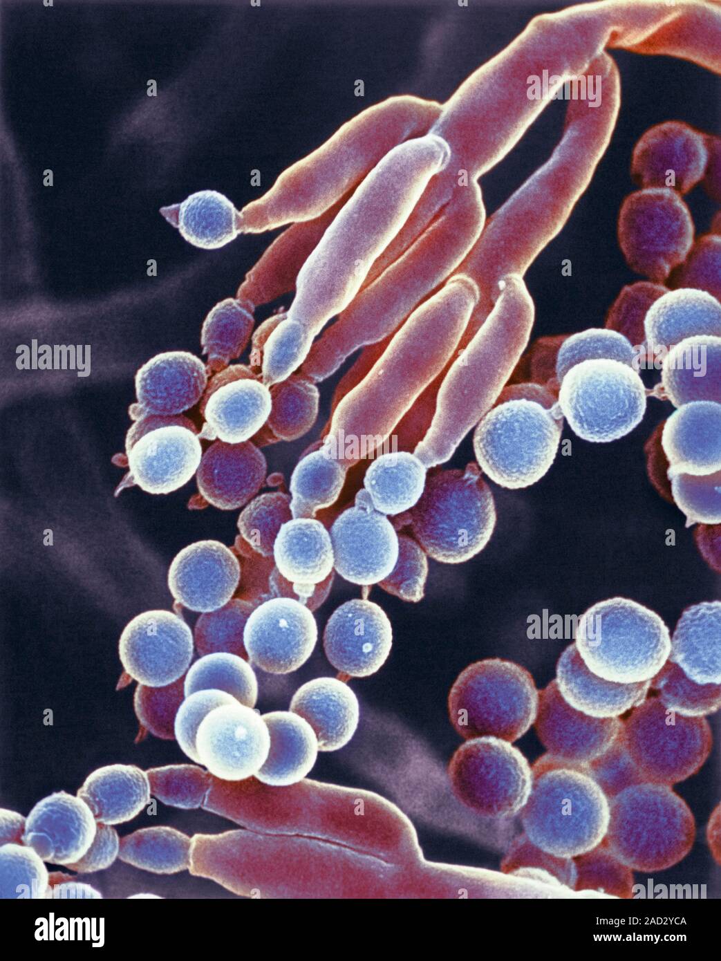 Coloured scanning electron micrograph (SEM) of the penicillin fungus ...