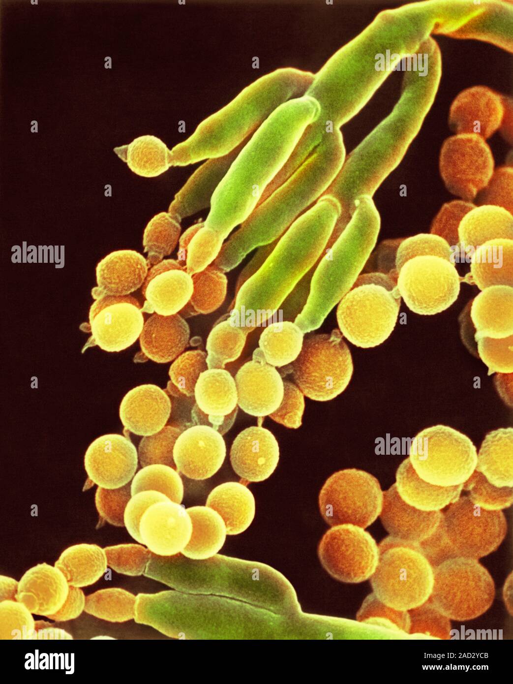 Coloured scanning electron micrograph (SEM) of the penicillin fungus ...