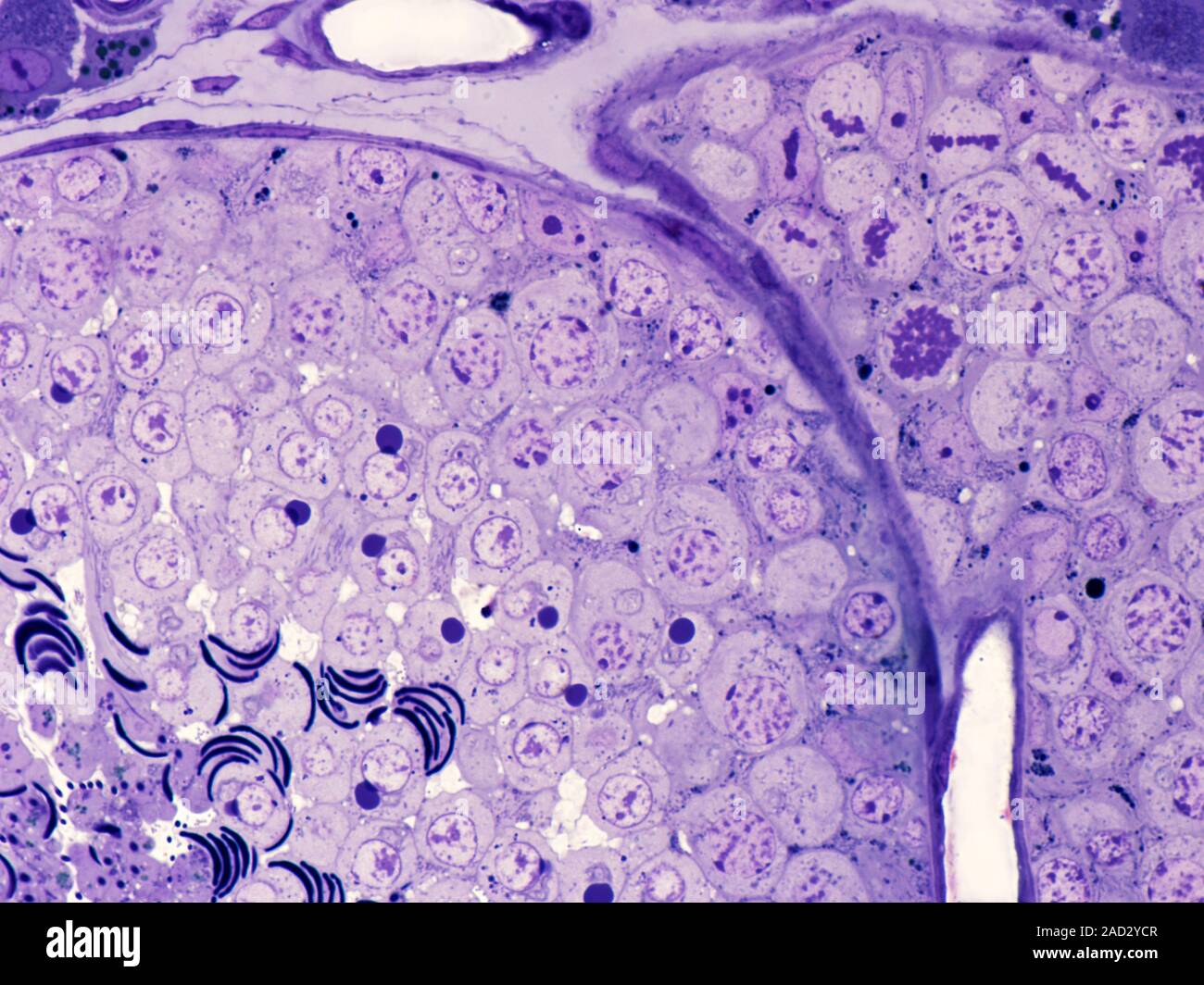 Light microscopy of a seminiferous tubule in the testis showing full ...