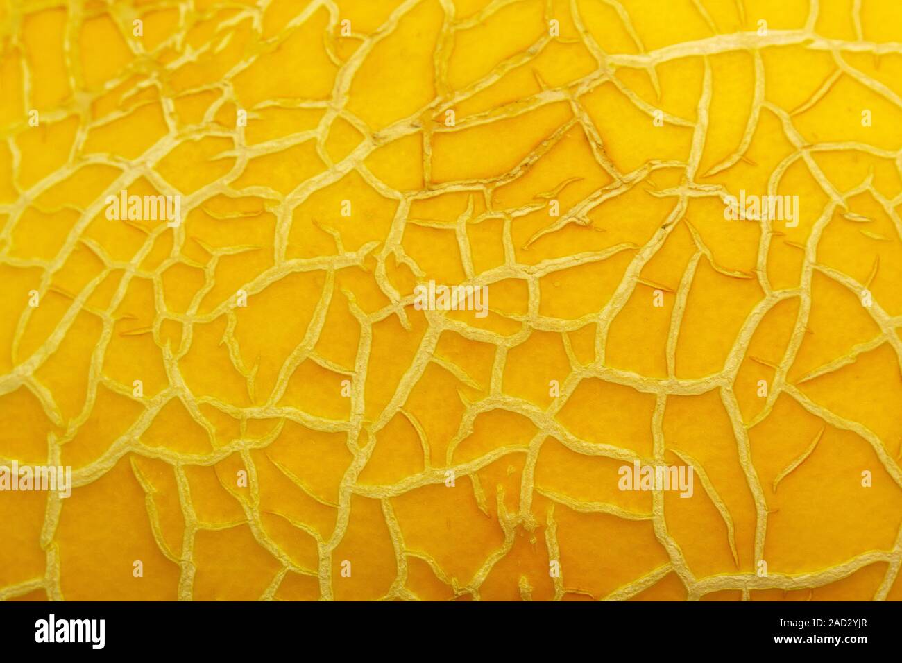 melon texture yellow background macro closeup. Fruit abstraction Stock ...