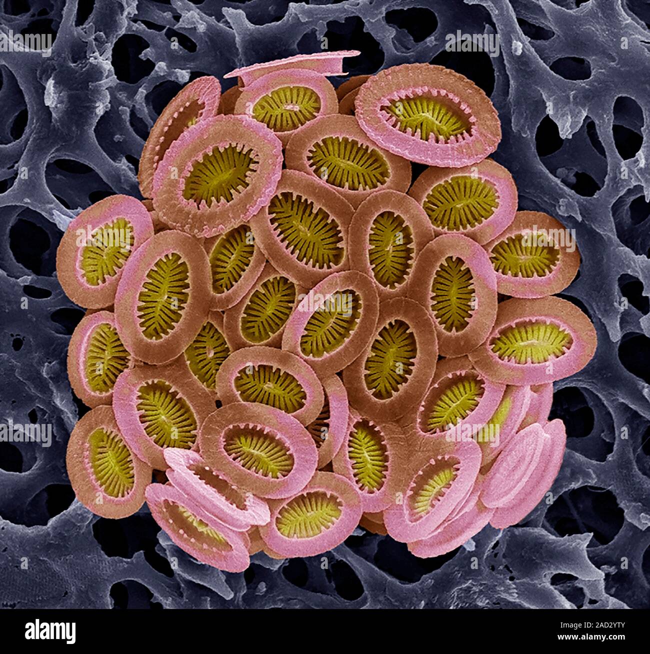 Coccolithophore. Coloured scanning electron micrograph (SEM) of ...