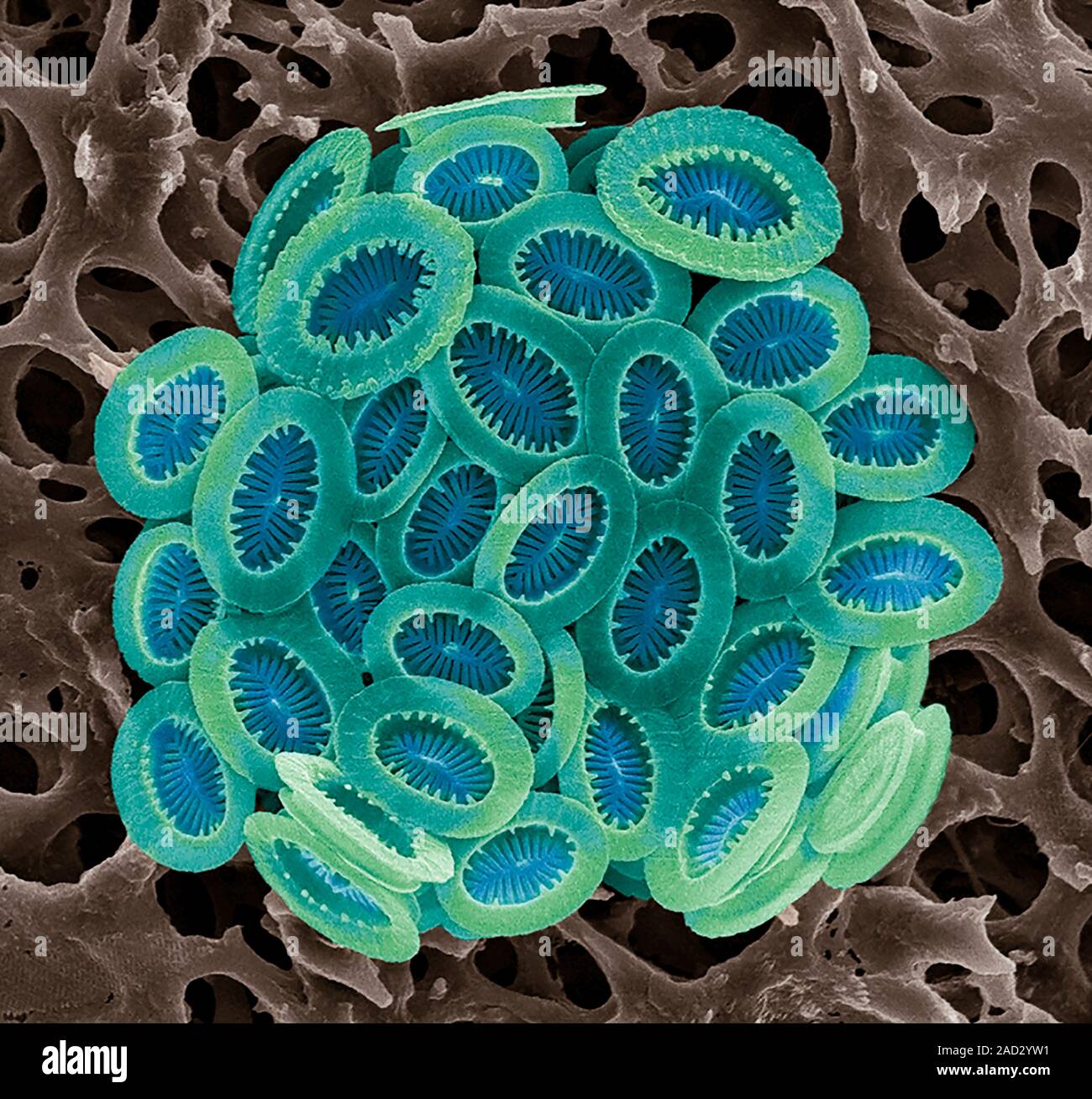 Coccolithophore. Coloured scanning electron micrograph (SEM) of ...