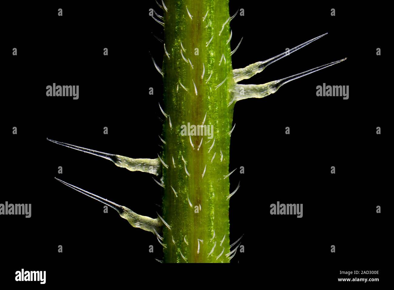 Nettle hairs. Light micrograph of stinging hairs (trichomes) on the ...