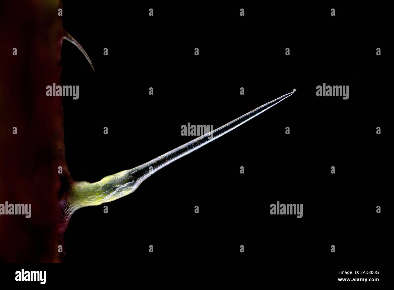 Nettle hairs. Light micrograph of a stinging hair (trichome) on the ...