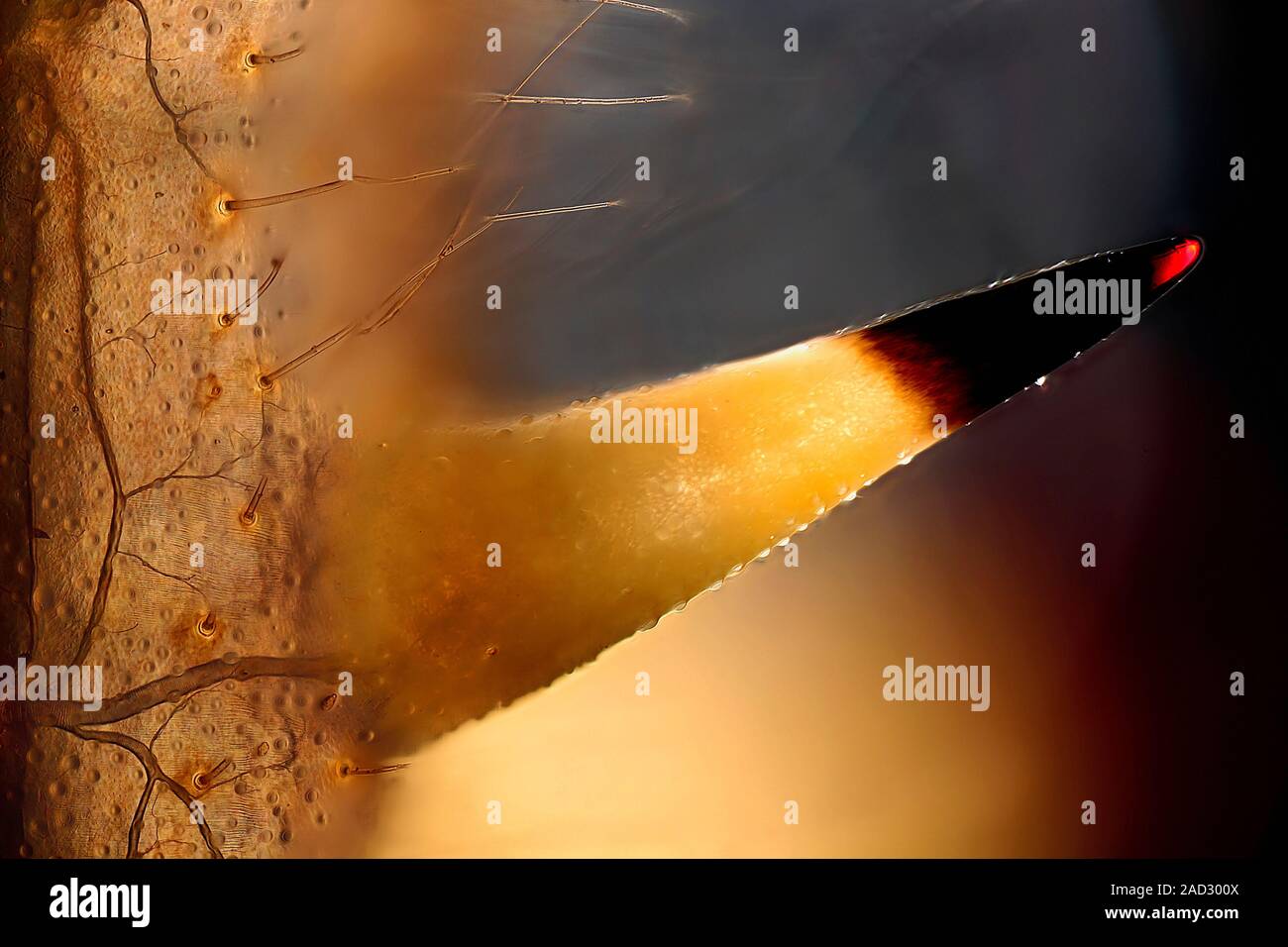 Locust leg spine. Light micrograph of the hind leg of an Egyptian ...