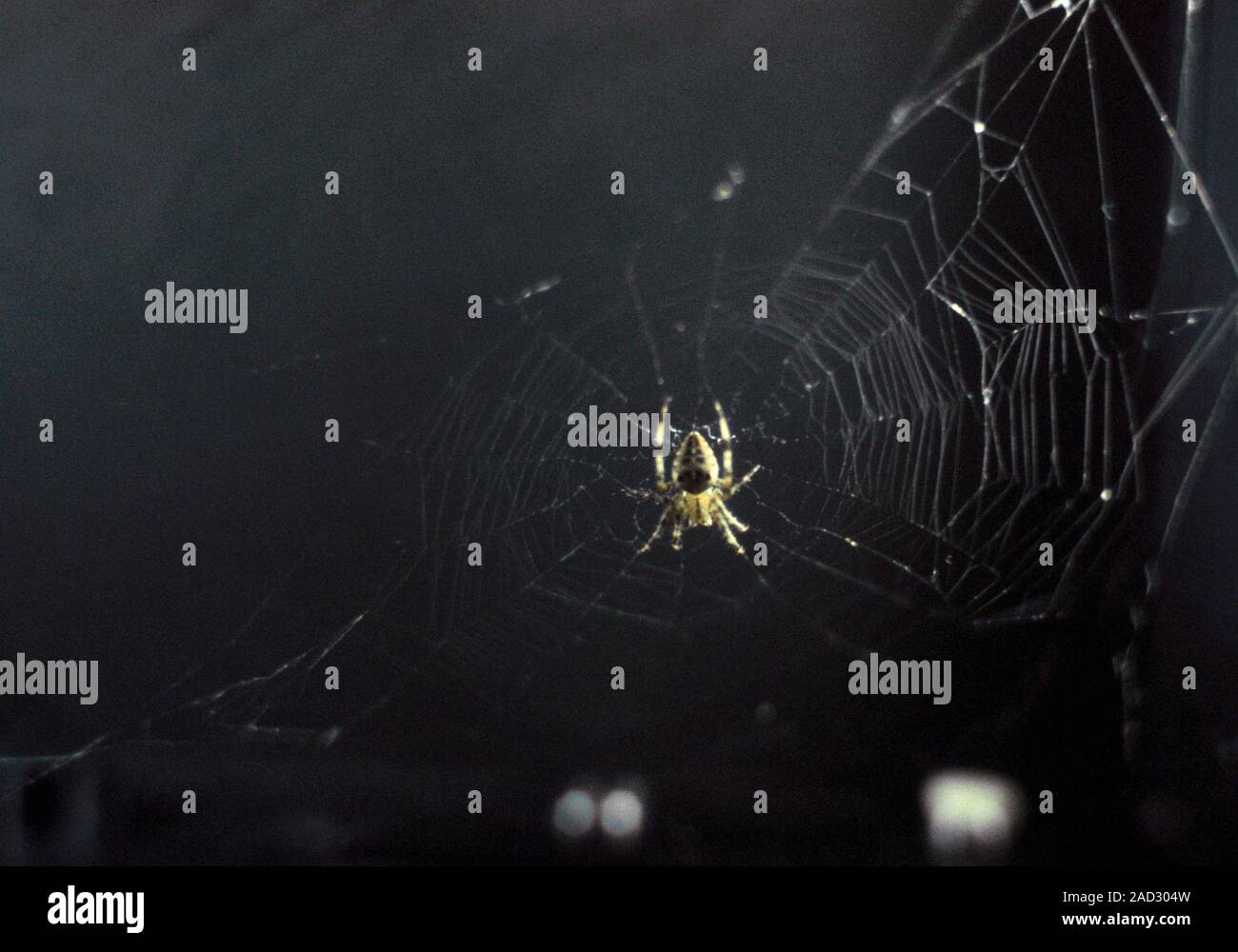 Spider and web woven in zero gravity. Close-up of Arabella, one of two ...