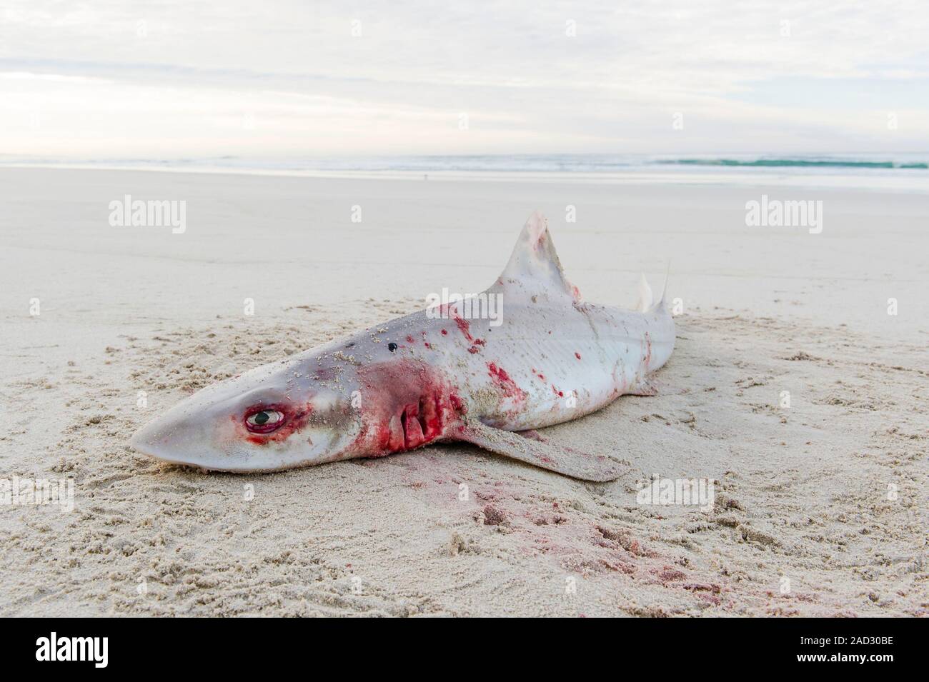 Smooth Hound Shark (Mustelus sp.) caught by line fisher and abandoned ...