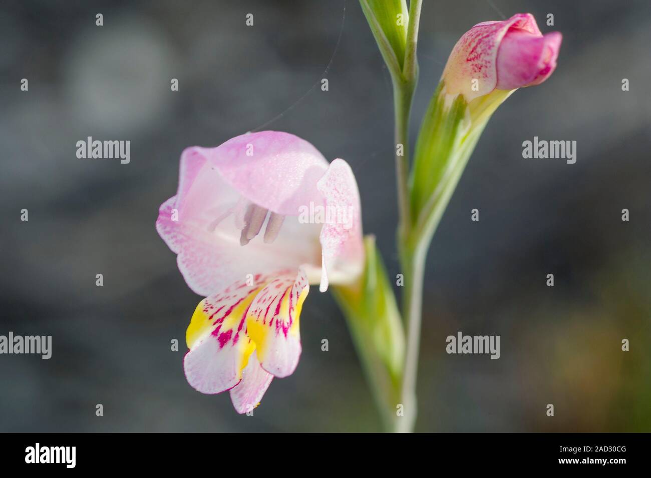 Gladiolus brevifolius flower. Photographed in Heuningberg Nature ...