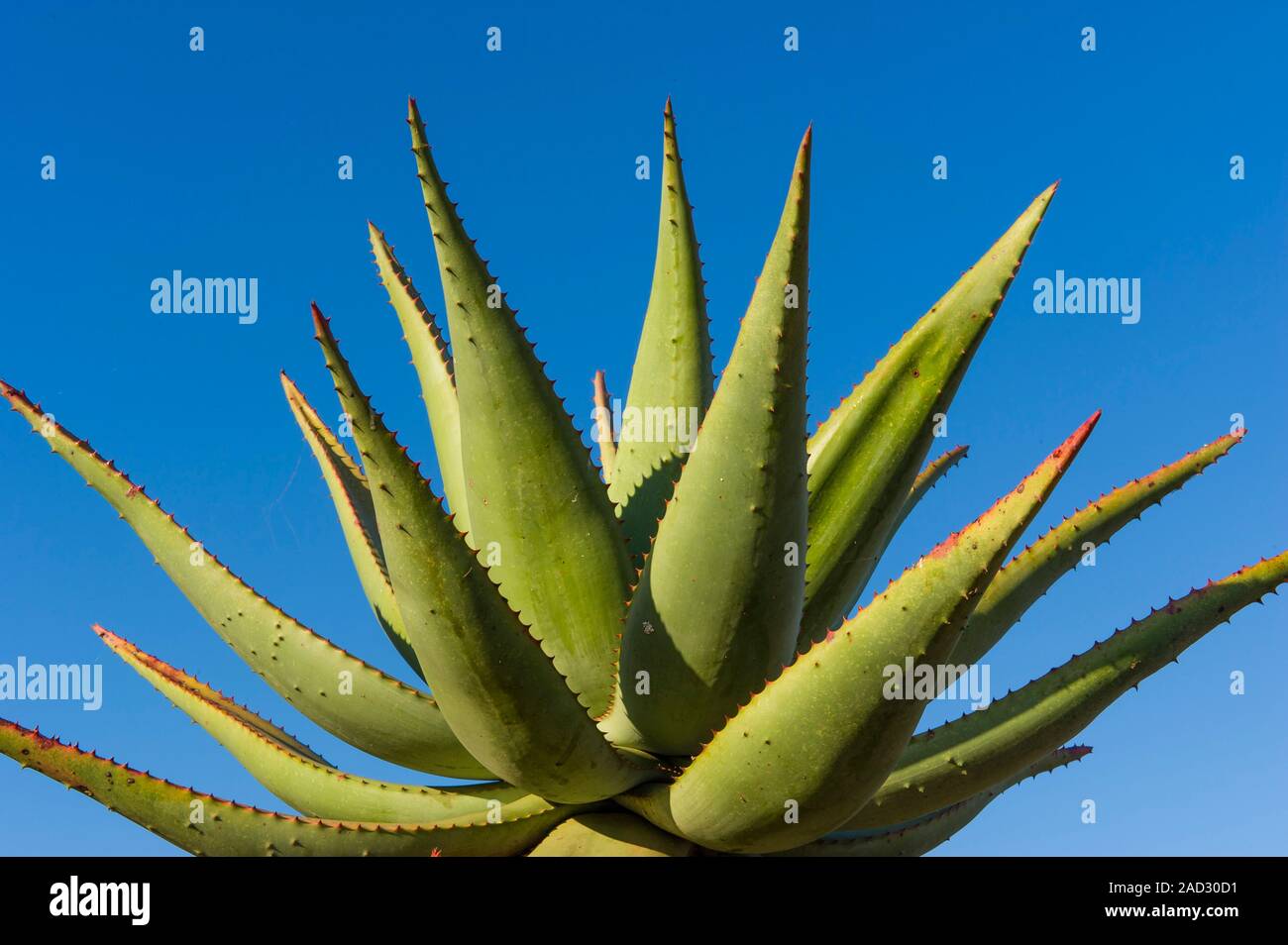Aloe ferox plant. Photographed in Bontebok National Park, Western Cape ...