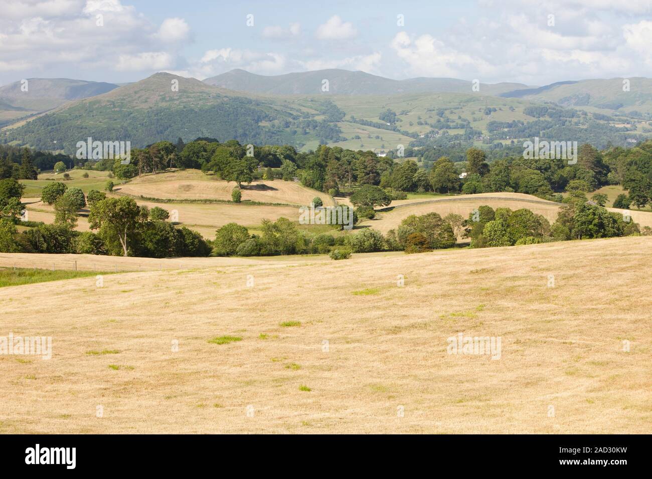 Fields drying out in the summer 2010 drought near Hawkshead, Lake ...