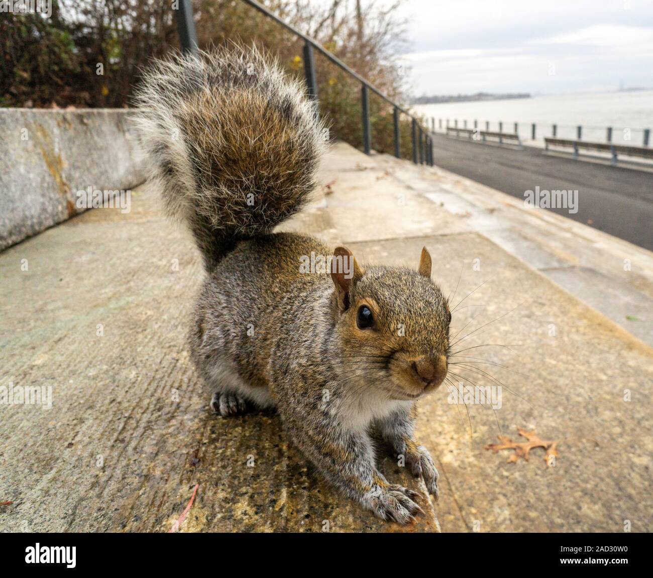 Nyc squirrels hi-res stock photography and images - Alamy