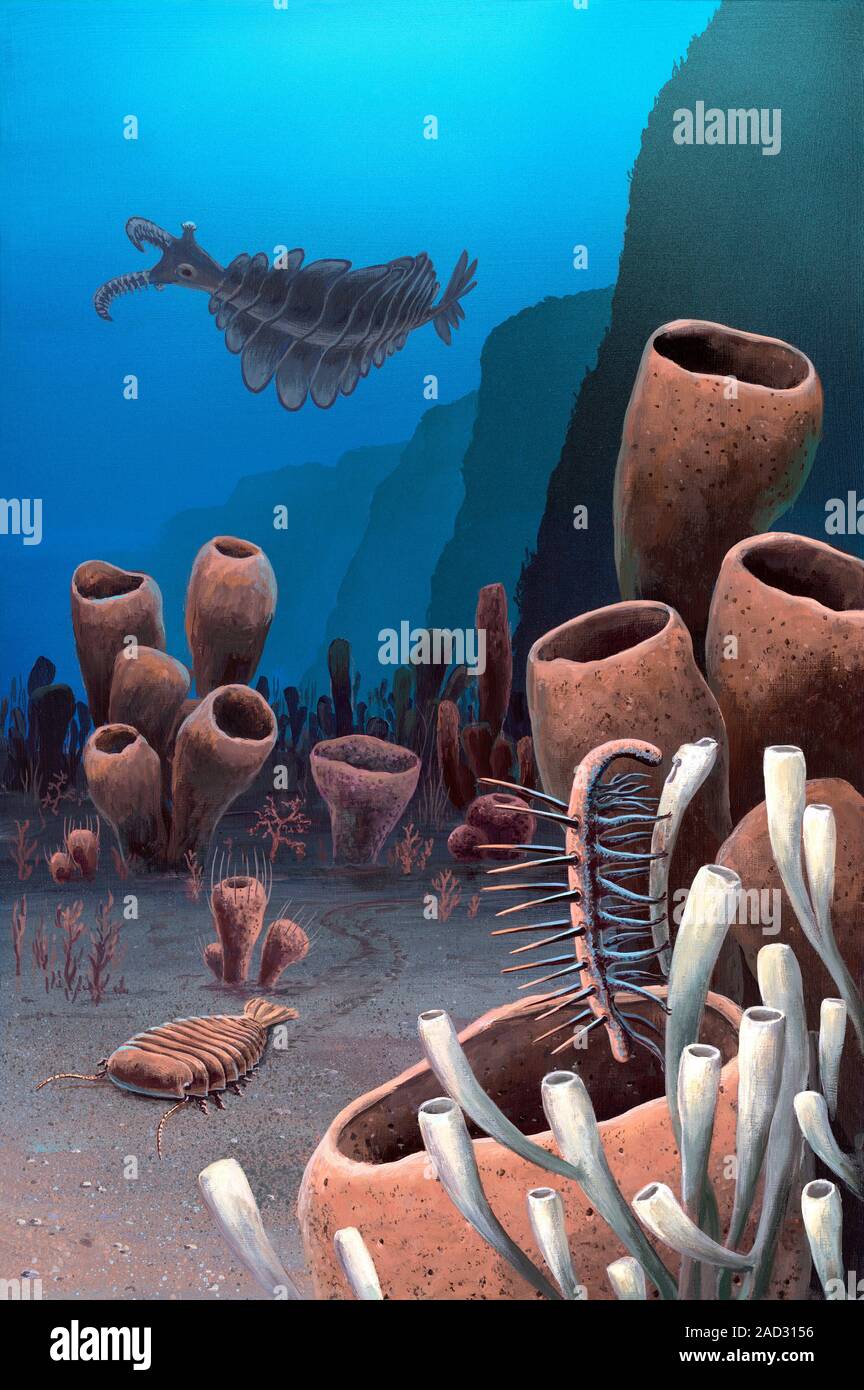 Illustration of life during the Middle Cambrian (approximately 500 ...
