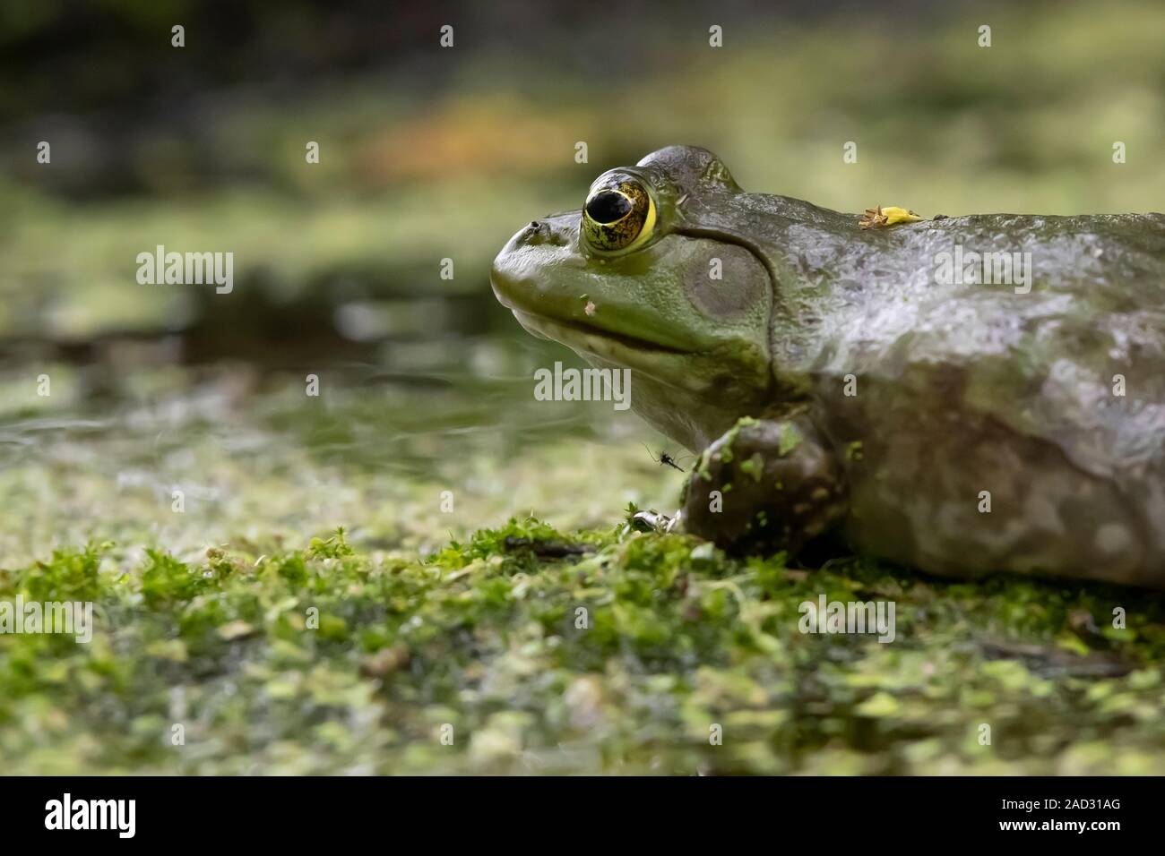 North american bullfrog hi-res stock photography and images - Alamy