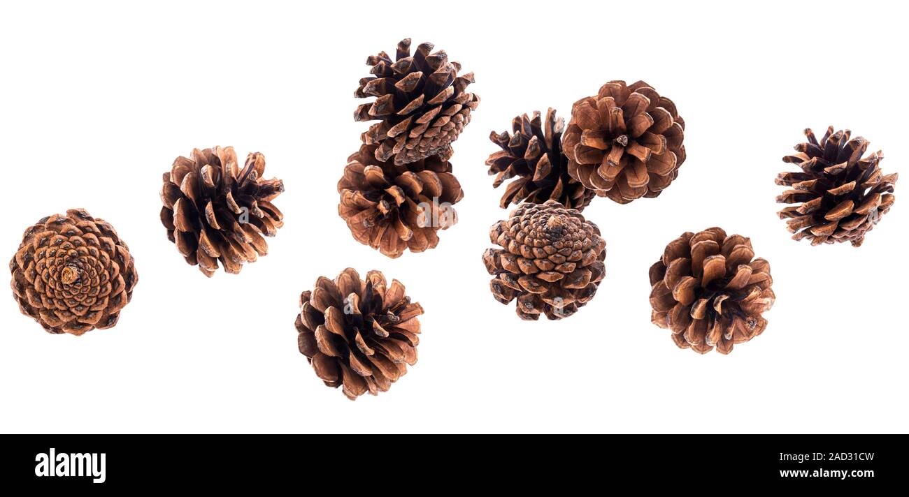 Falling pinecones isolated on white background with clipping path Stock ...