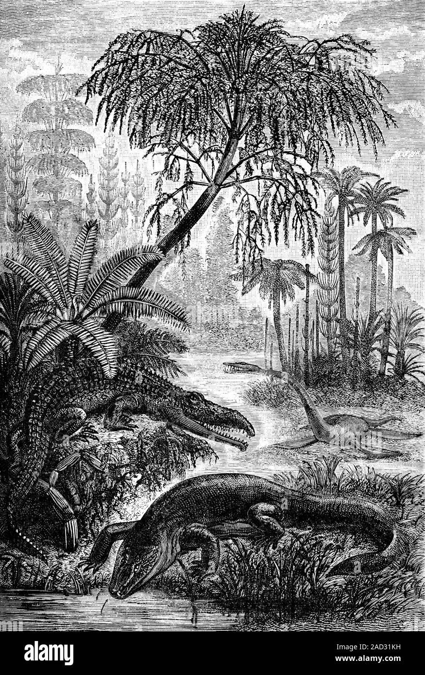 Triassic world. 1865 illustration of a capitosourid amphibian ...