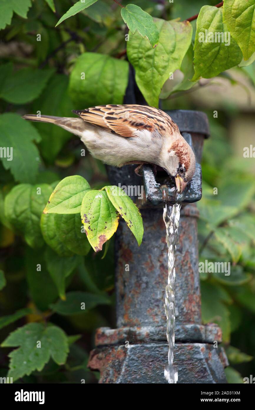House sparrow (Passer domesticus) male drinking water. Photographed in ...