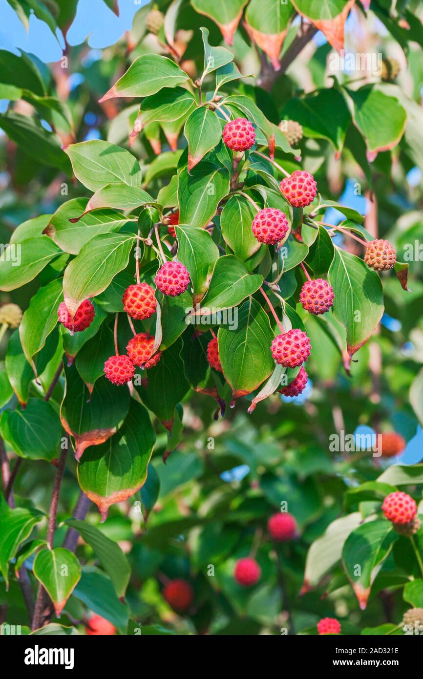 Kousa dogwood (Cornus kousa) fruits. This plant is also called the ...