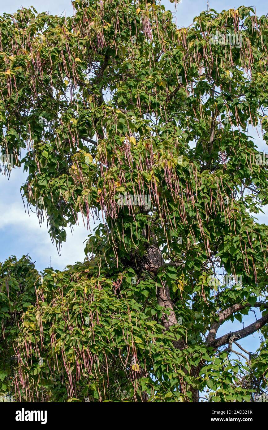 Northern catalpa (Catalpa speciosa). This tree is also called the hardy ...