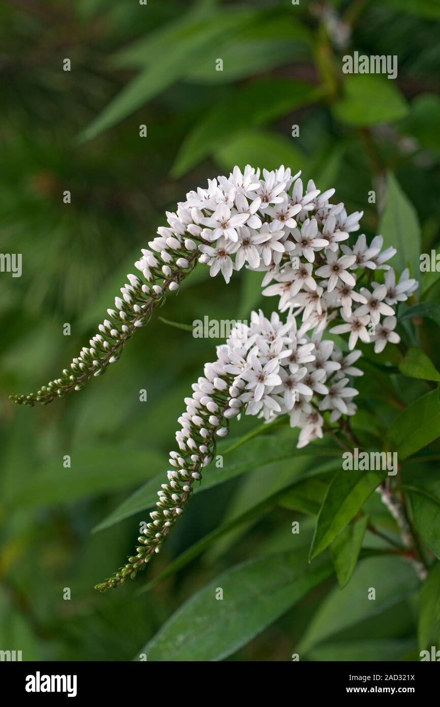Lizard's tail (Saururus cernuus) flowers. This plant is also called ...
