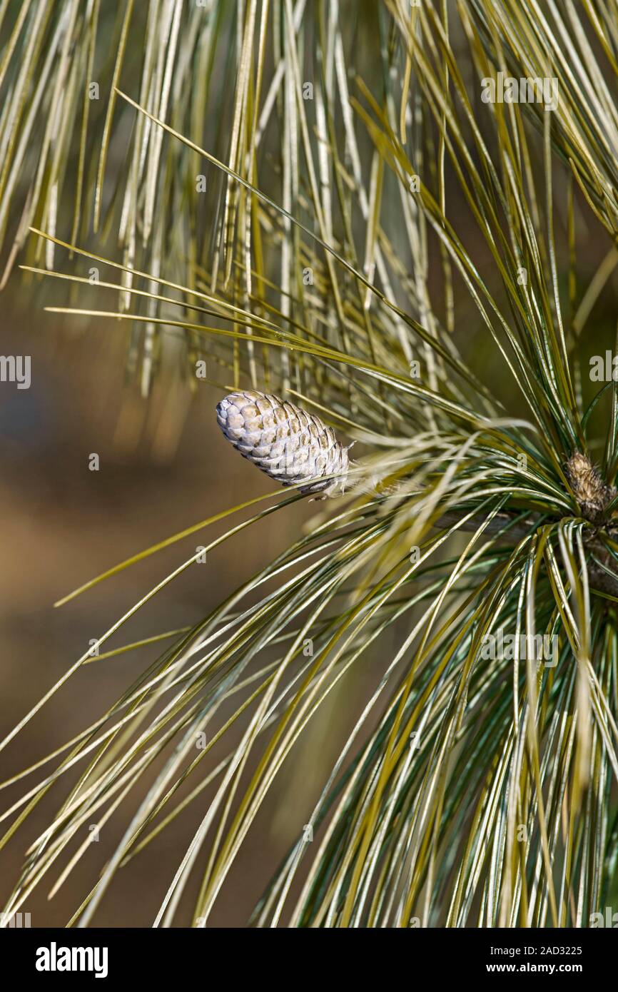 Bhutan pine (Pinus wallichiana). This plant is also called blue pine ...