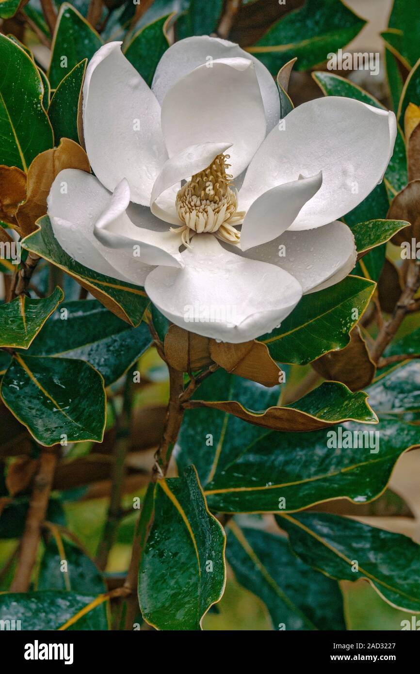 Southern magnolia (Magnolia grandiflora) flower. This flower is also ...