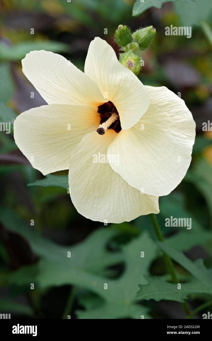 Aibika (Abelmoschus manihot) flower. This plant is also called sunset muskmallow and sunset ...