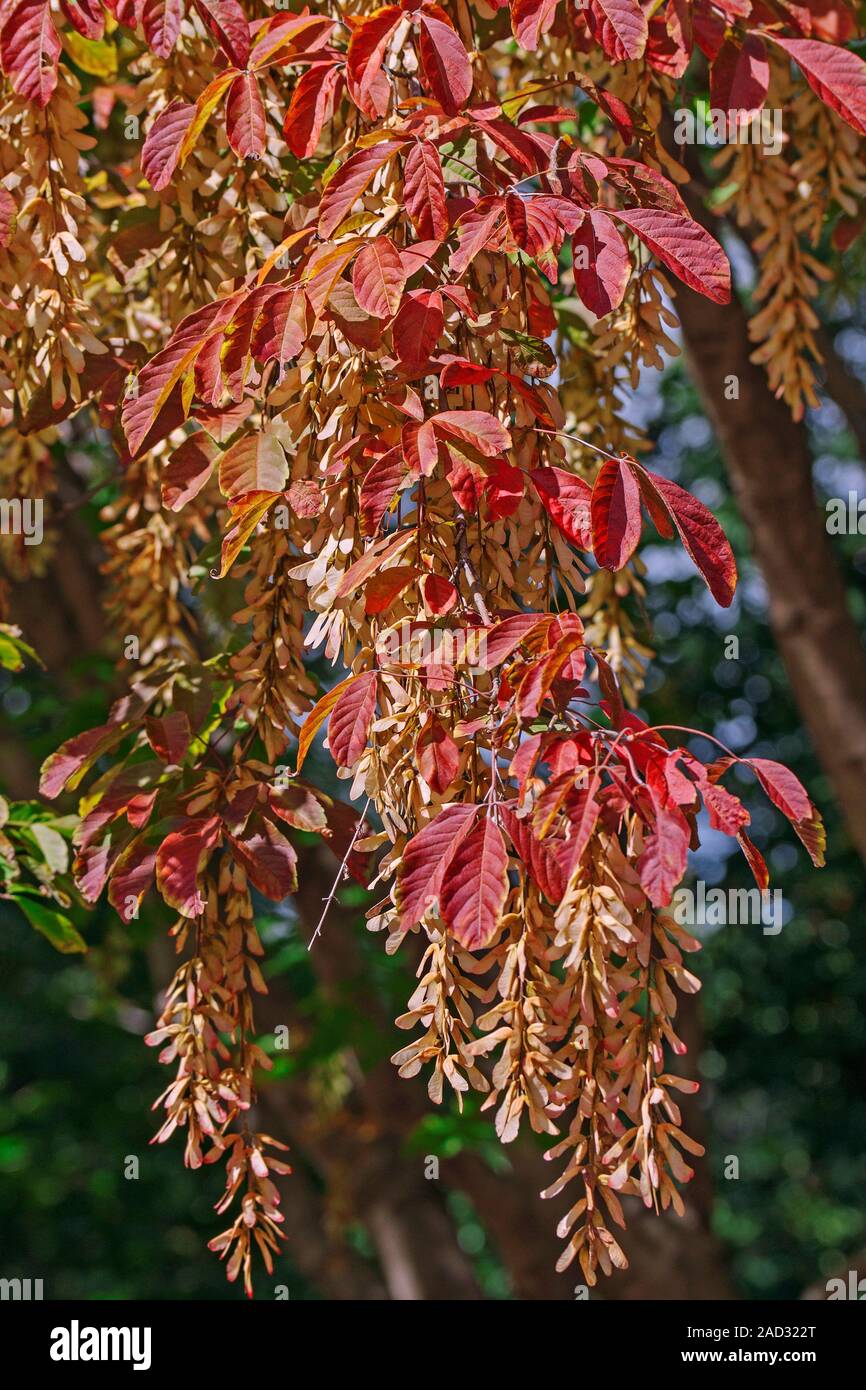 Henry's maple (Acer henryi) foliage Stock Photo - Alamy